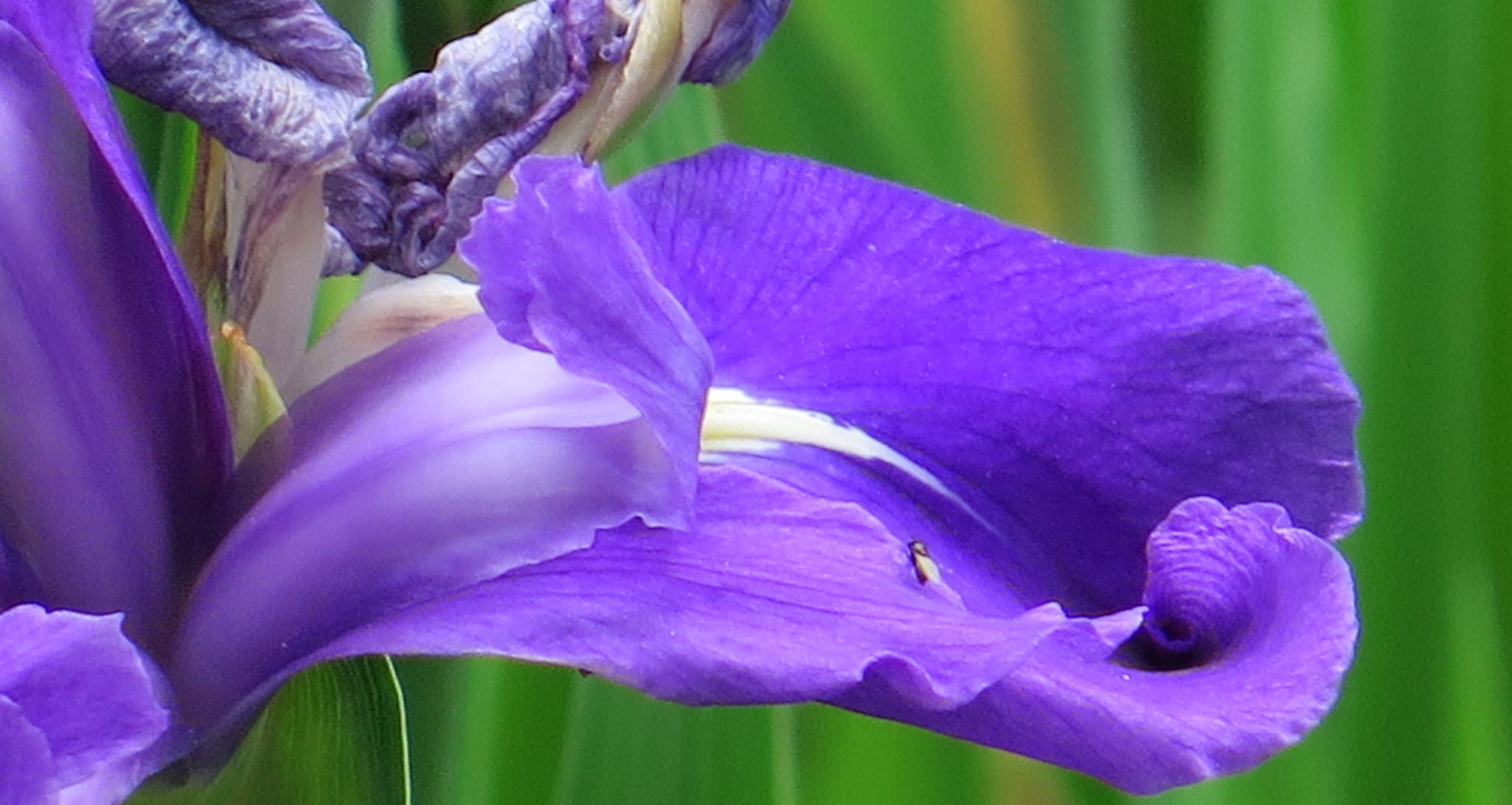 蚯蚓出 Mimizu izuru : Earthworms rise. - Kyoto Garden Experience